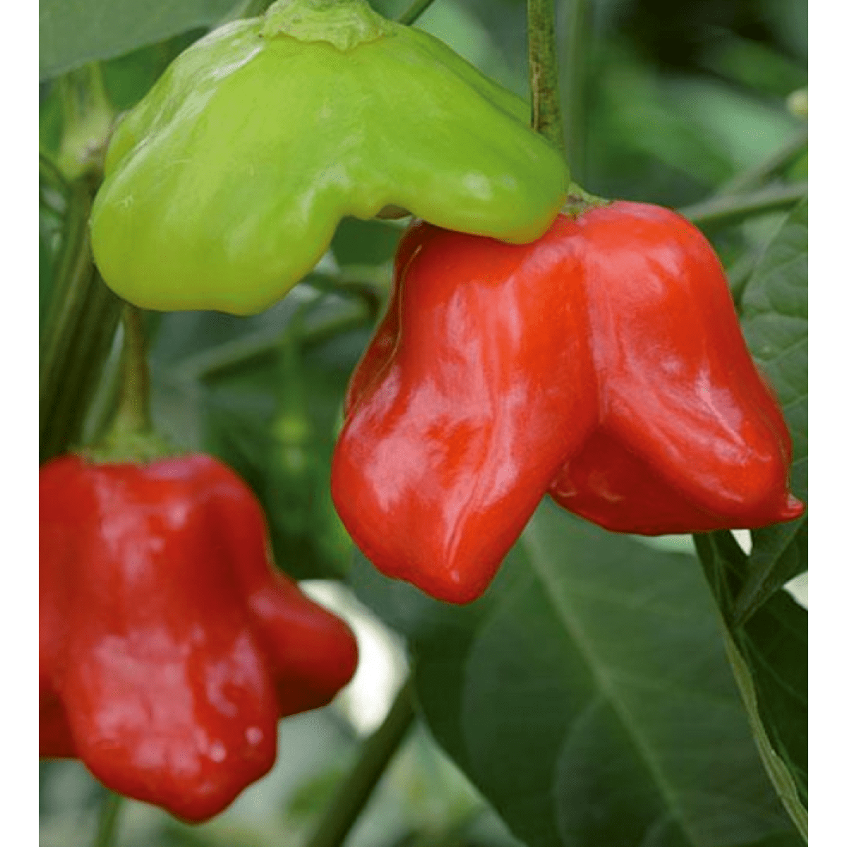 Poivrons - Roduit-Plants SA