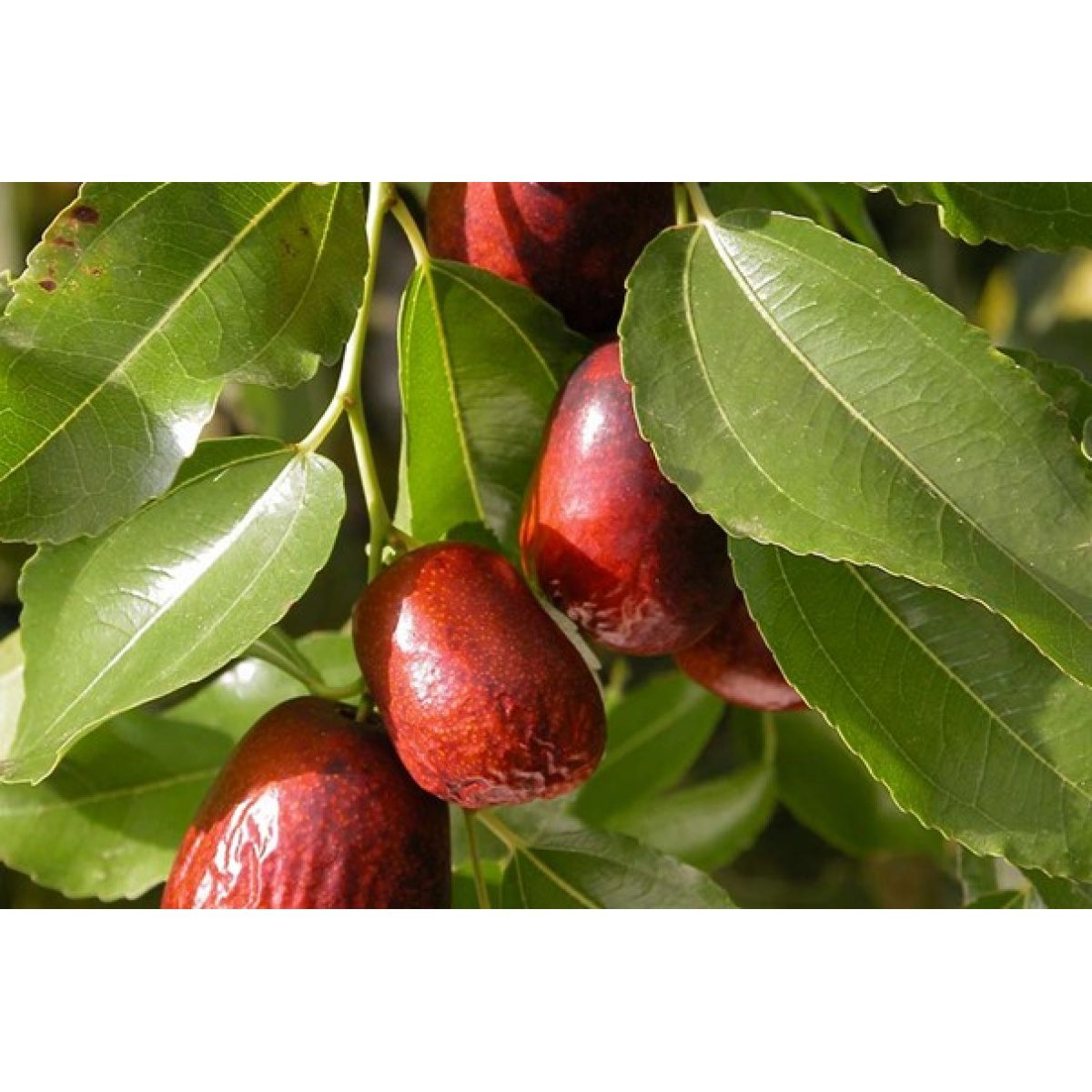 Divers - Roduit-Plants SA