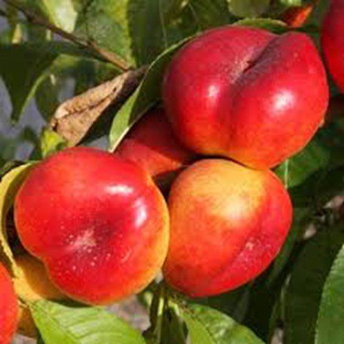 Nectariniers - Roduit-Plants SA