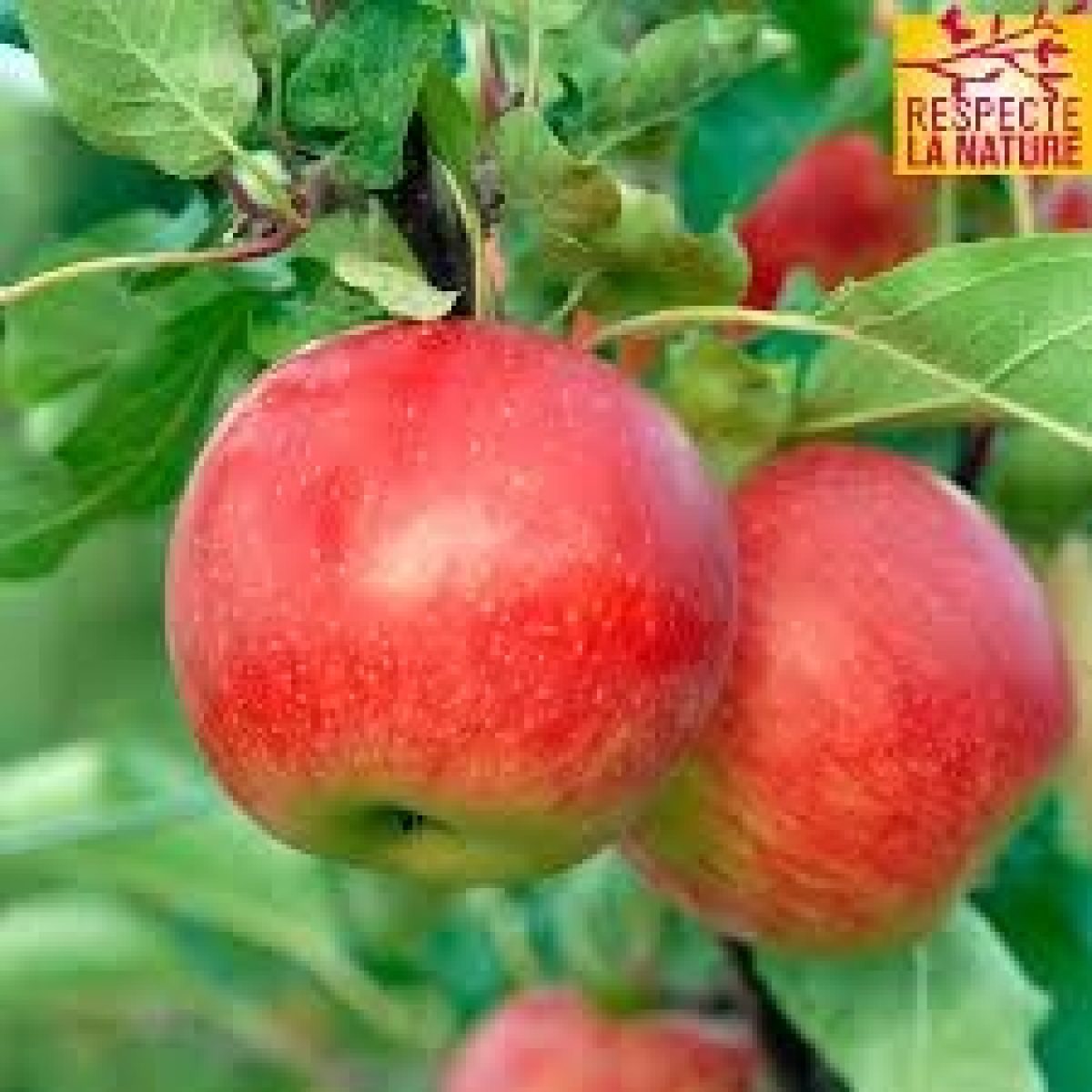 Pommiers - Roduit-Plants SA