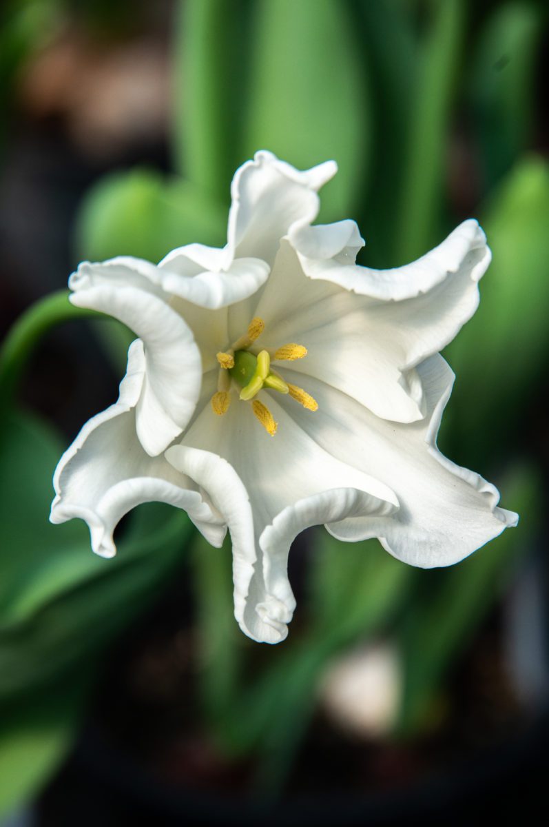 Accueil - Roduit-Plants SA